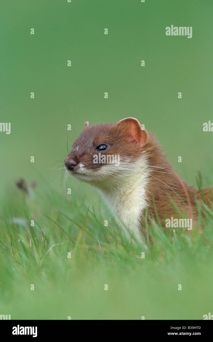 Stoat new zealand hi-res stock photography and images - Alamy