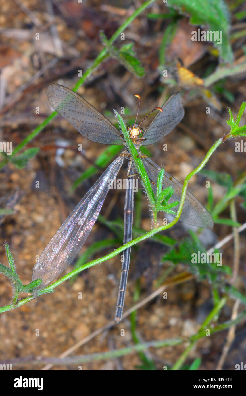 Myrmeleon formicarius antlion ant lion hi-res stock photography and ...