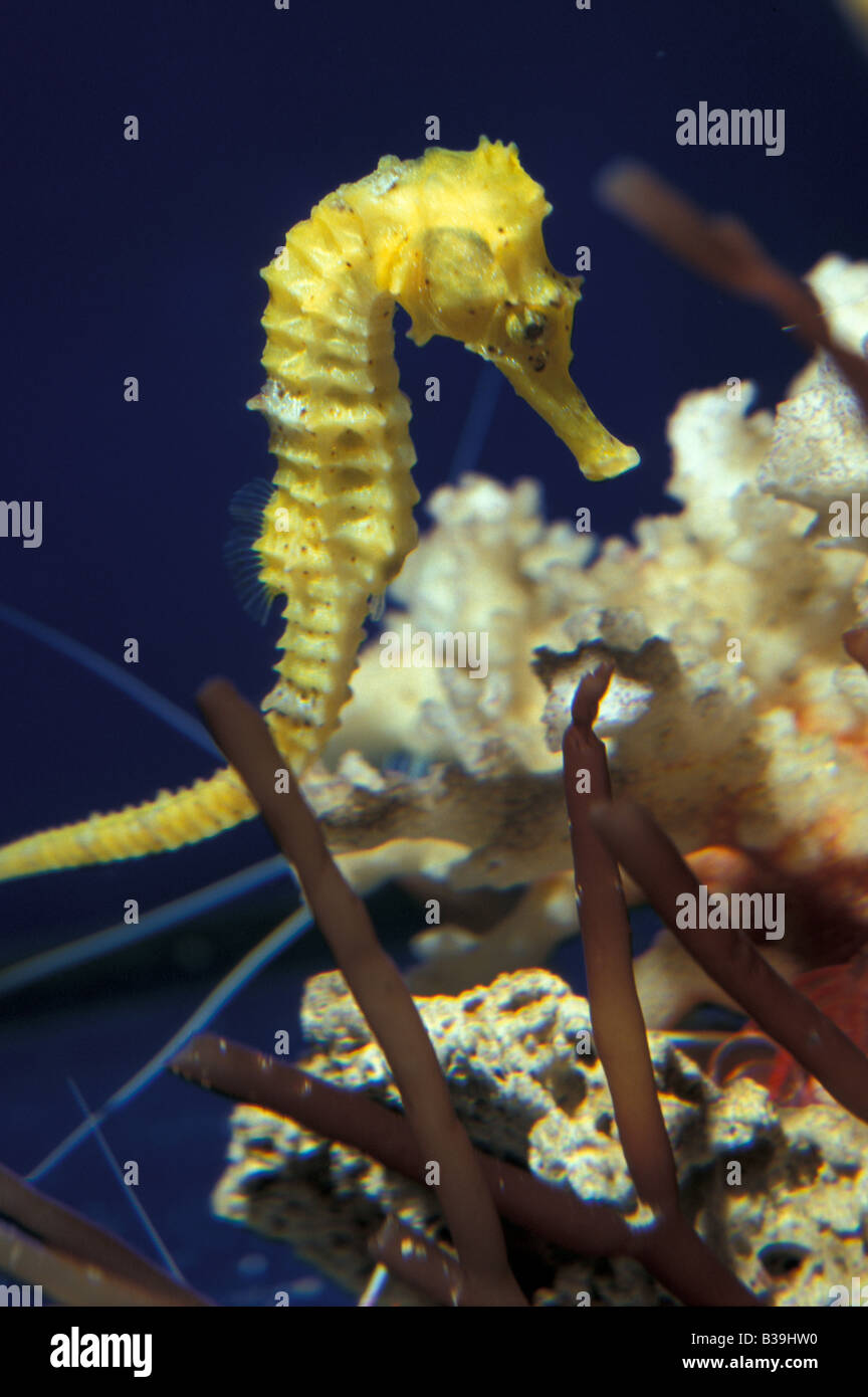 Hippocampus, kuda, horsefish, Singnatidae, sea, fish, fishes, aquarium ...