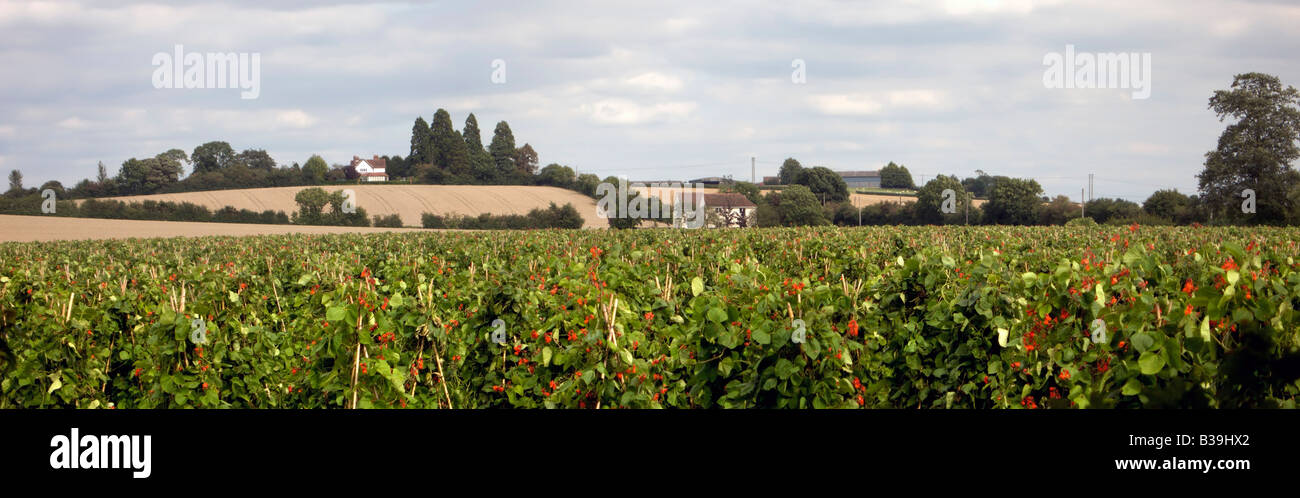 green kidney beans growing in a field Stock Photo - Alamy