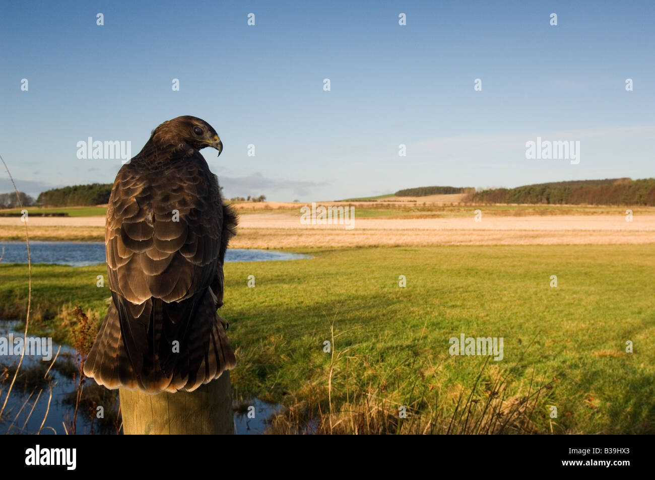 Buteo buteo common buzzard nest hi-res stock photography and images - Alamy