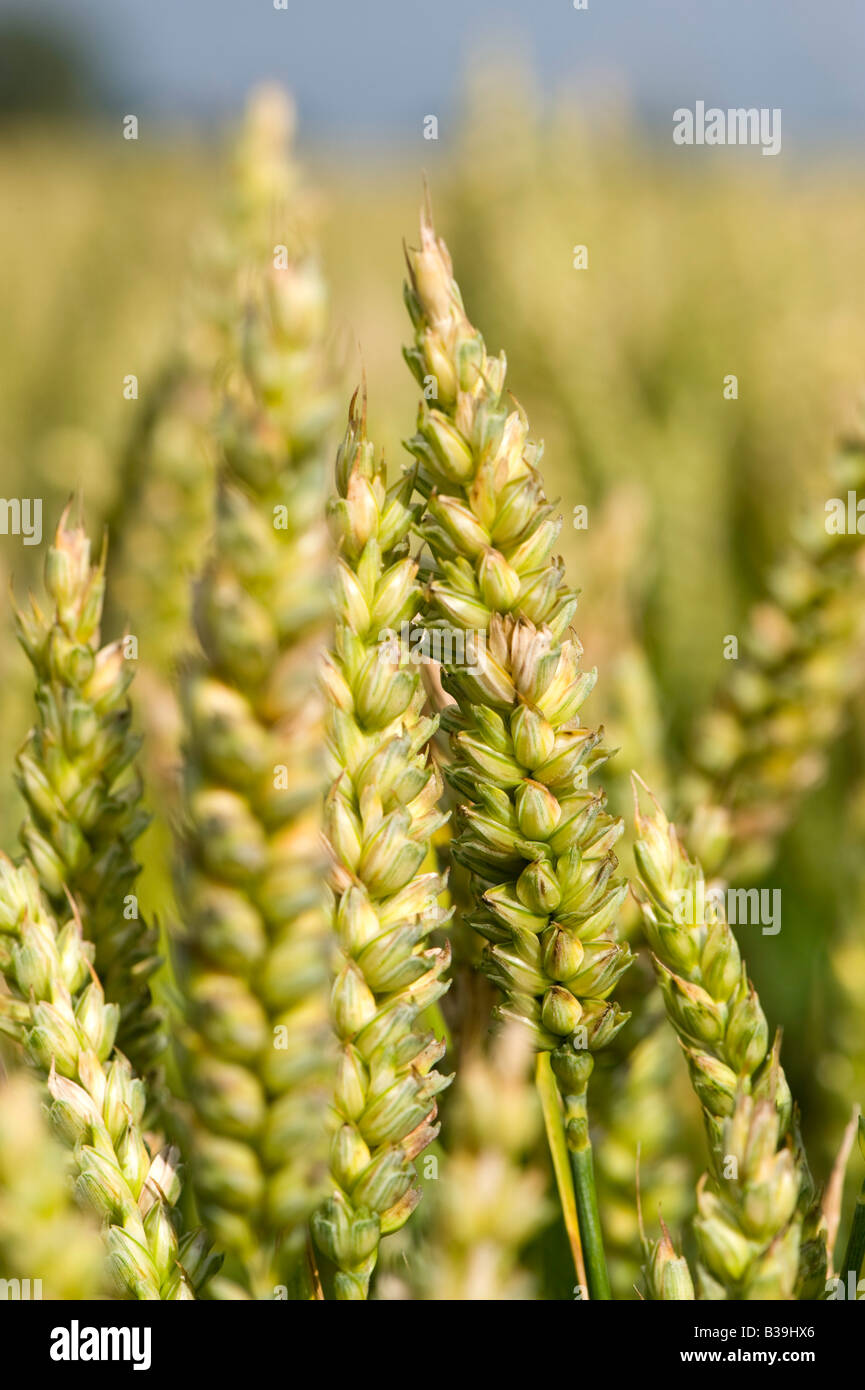 Unripe wheat triticum aestivum hi-res stock photography and images - Alamy