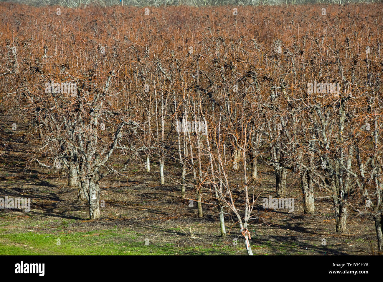 Orchards orchard spring hi-res stock photography and images - Alamy