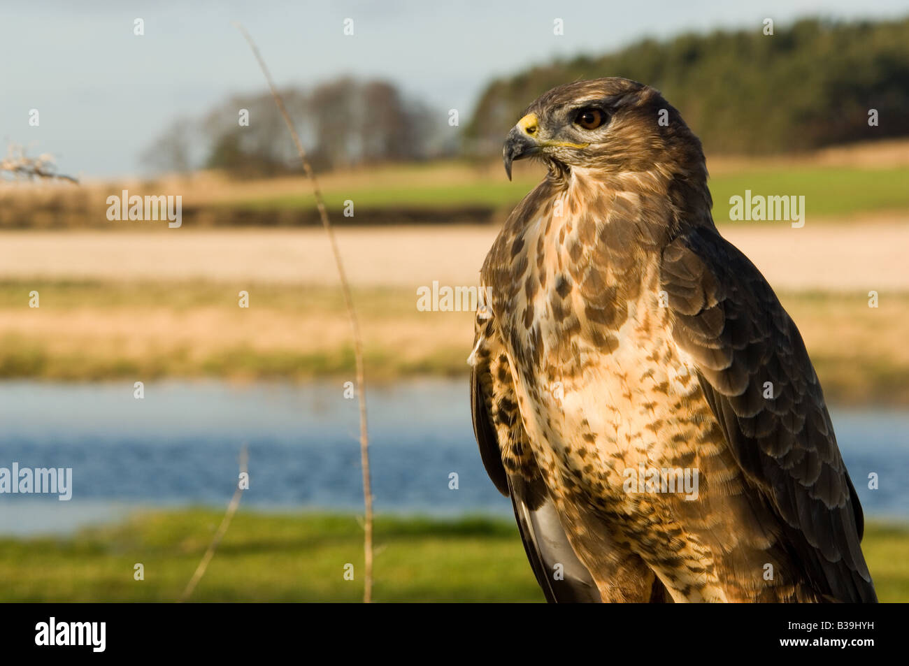 Buteo buteo common buzzard nest hi-res stock photography and images - Alamy