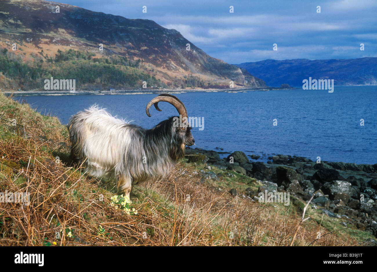 Wild Feral Goat (Capra hircus), billy on coastal hill Stock Photo - Alamy