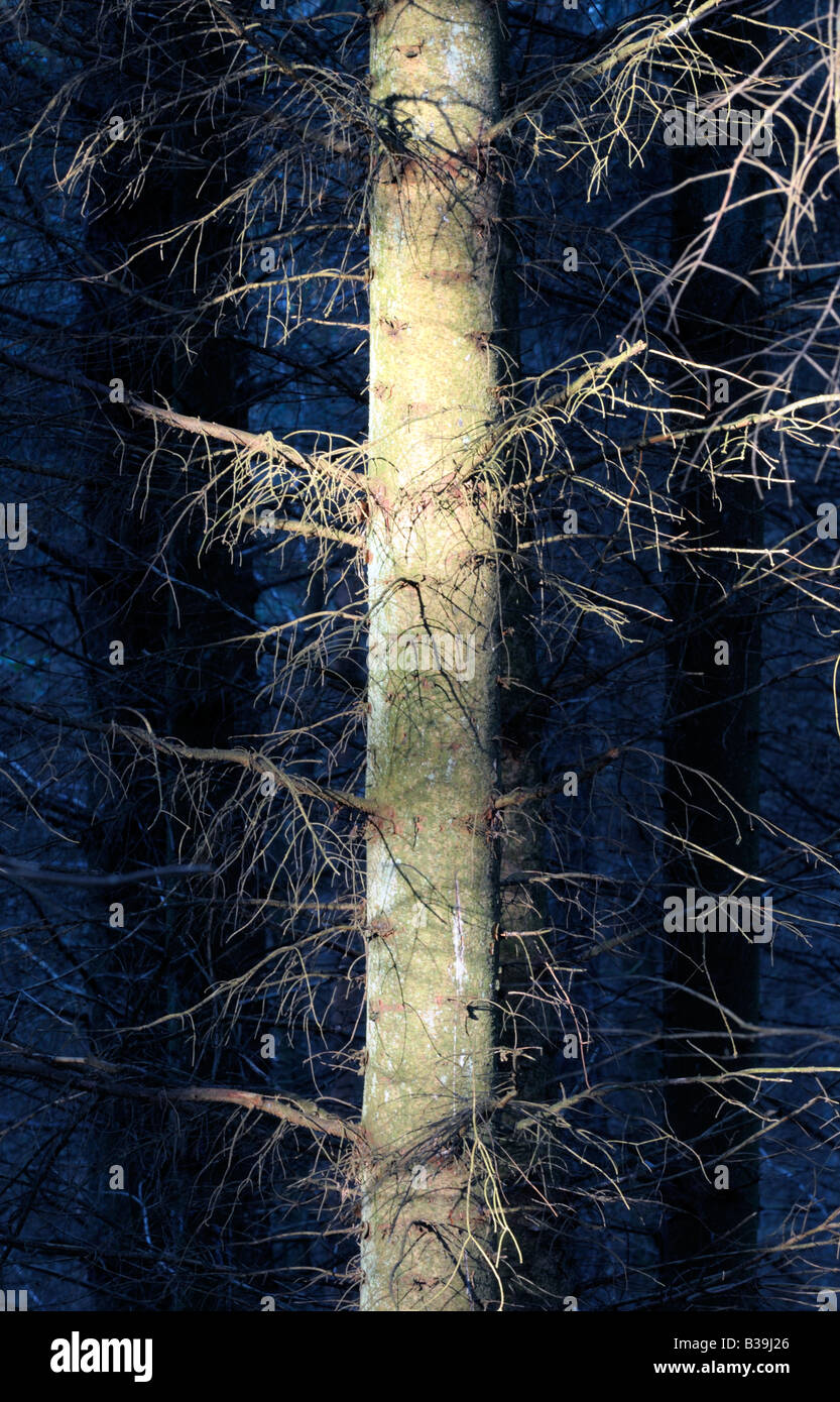 A pine tree in a forest lit by a shaft of sunlight Stock Photo - Alamy