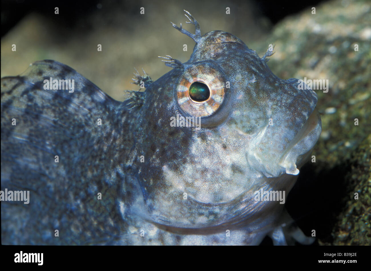 Salarias hi-res stock photography and images - Alamy