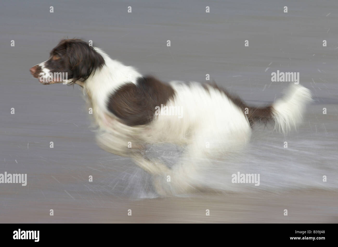 English Springer Spaniel (Canis lupus familiaris) running through water ...