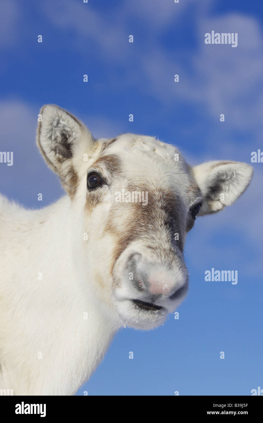 Reindeer (Rangifer tarandus), close up of cow in winter Stock Photo - Alamy