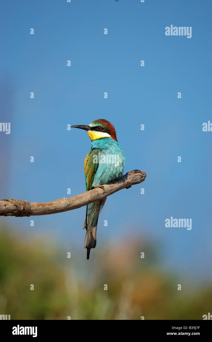 a photograph of a bird Stock Photo - Alamy