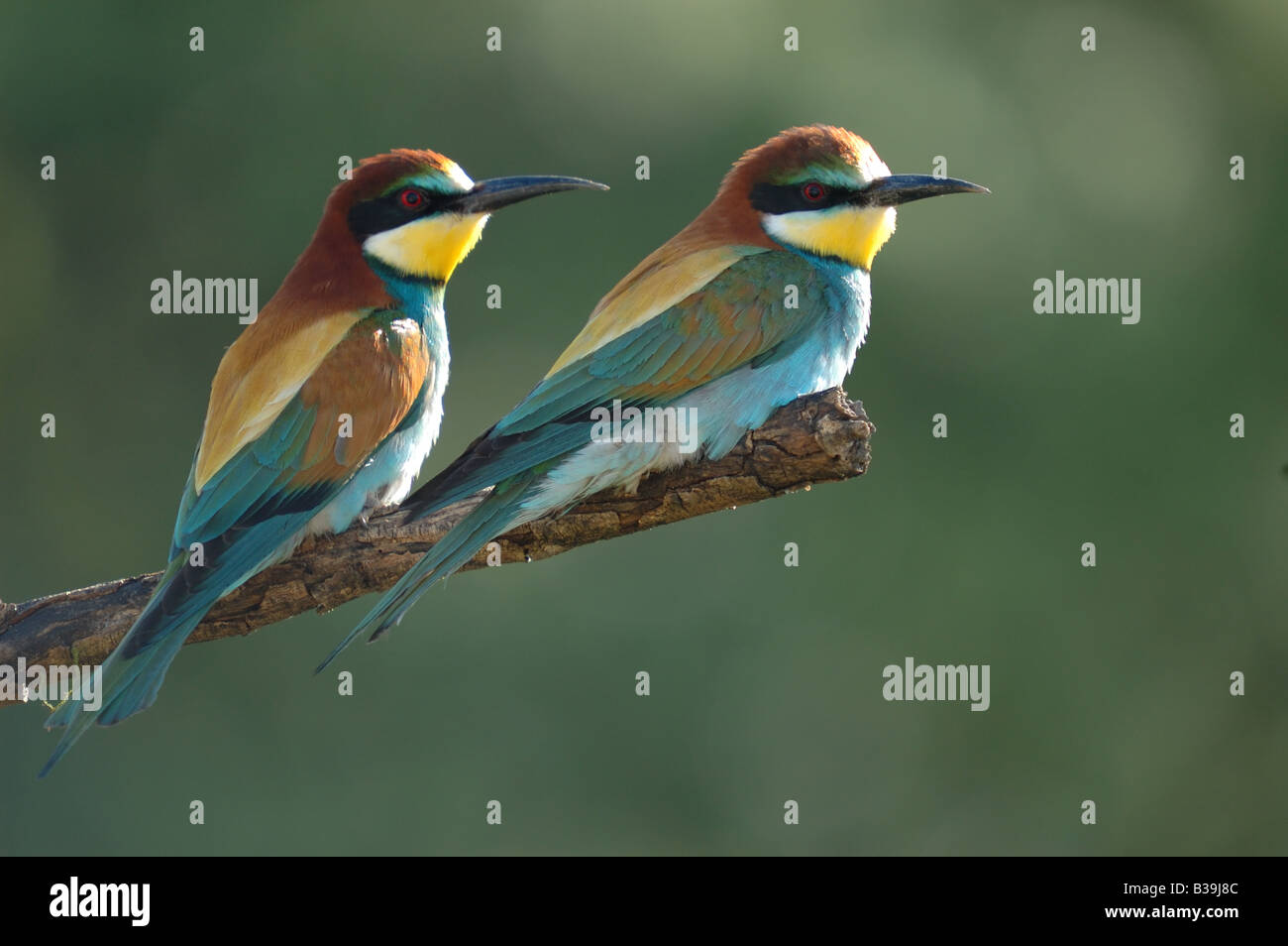 a photograph of a two birds Stock Photo - Alamy