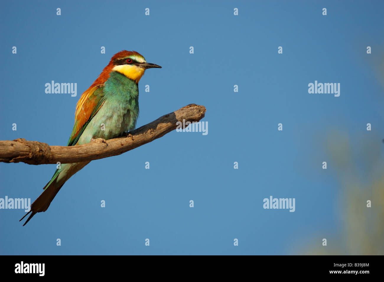 a photograph of a bird Stock Photo - Alamy
