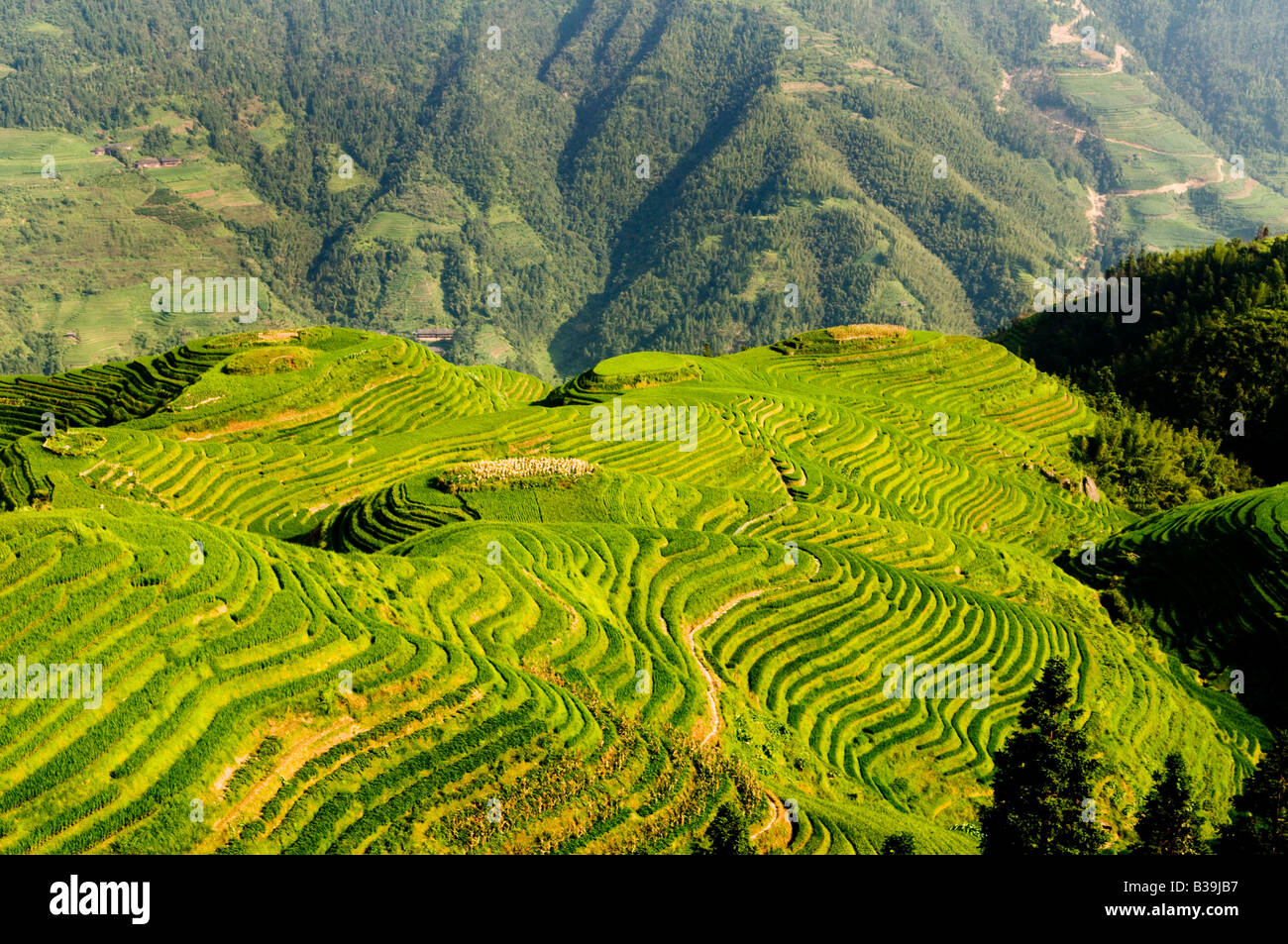 Longji rice hi-res stock photography and images - Alamy