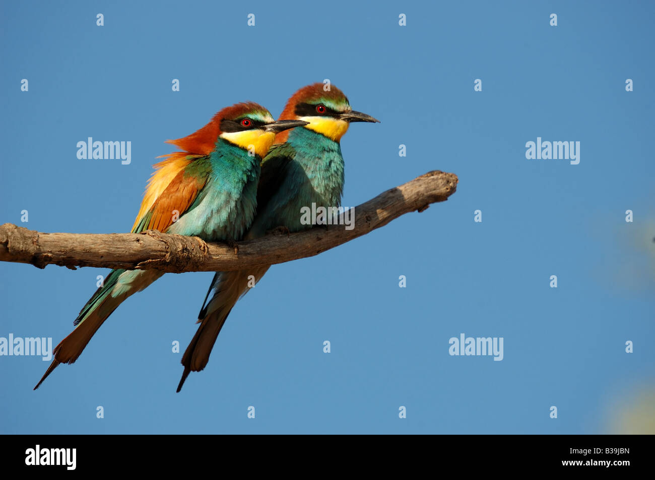 a photograph of two birds Stock Photo - Alamy