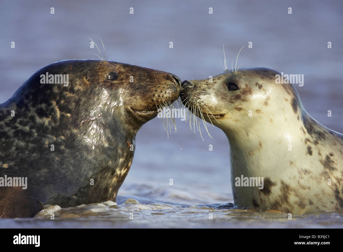 Gray Seal Grey Seal (Halichoerus grypus) male bull and female nose to ...