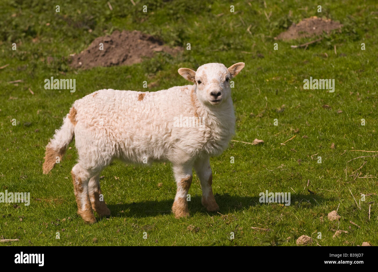 Welsh mountain lamb hi-res stock photography and images - Alamy