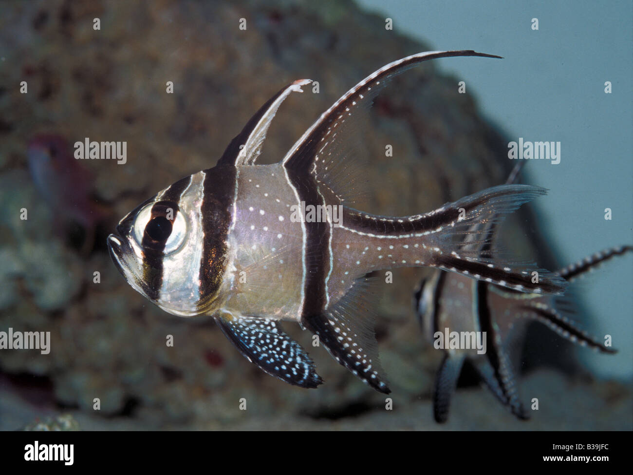 Pterapogon kauderni Banggai Cardinalfish, Apogonidae Stock Photo - Alamy