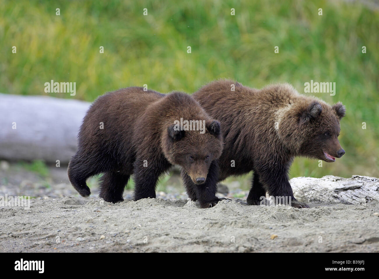 Grizzly Bear (Ursus arctos horribilis), two spring cubs Stock Photo - Alamy