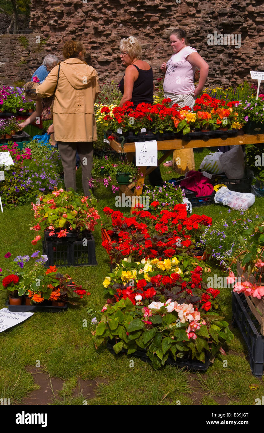 Plant stall hi-res stock photography and images - Alamy