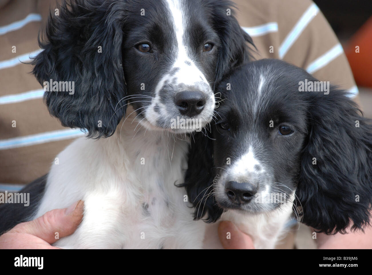 Two spaniel pups Stock Photo - Alamy
