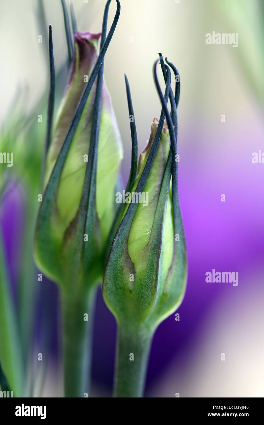 a pair of flower buds Stock Photo - Alamy