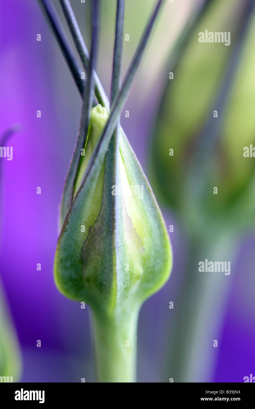 Single flower and bud hi-res stock photography and images - Alamy