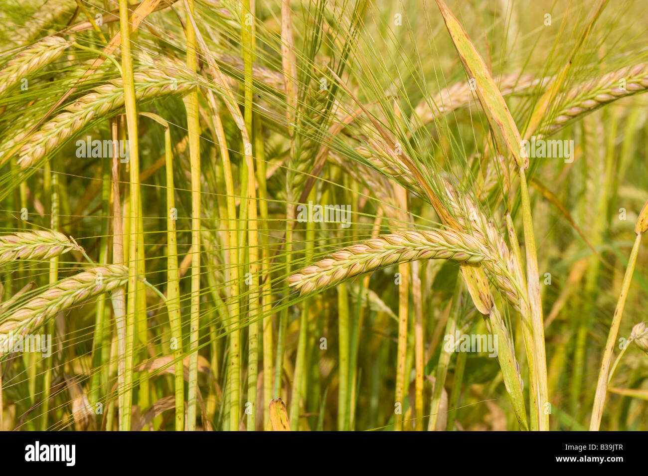 Crops nearly ripe hi-res stock photography and images - Alamy