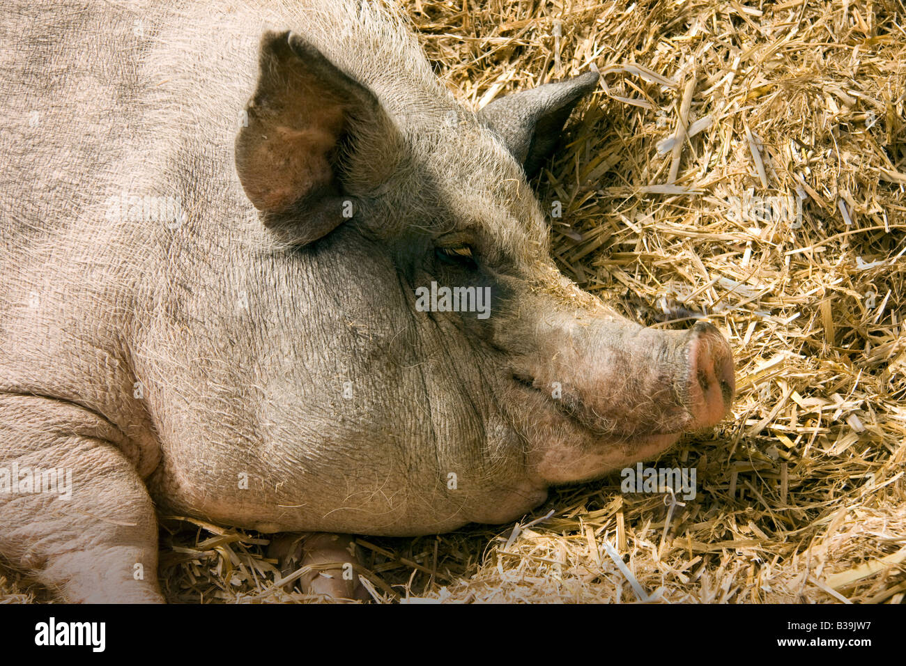 Fat pig hi-res stock photography and images - Alamy