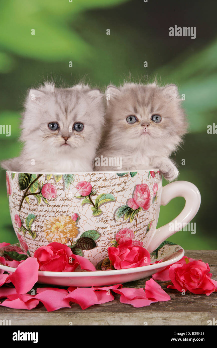 Highland, Straight, Scottish Straight. Two kittens in a large cup with ...