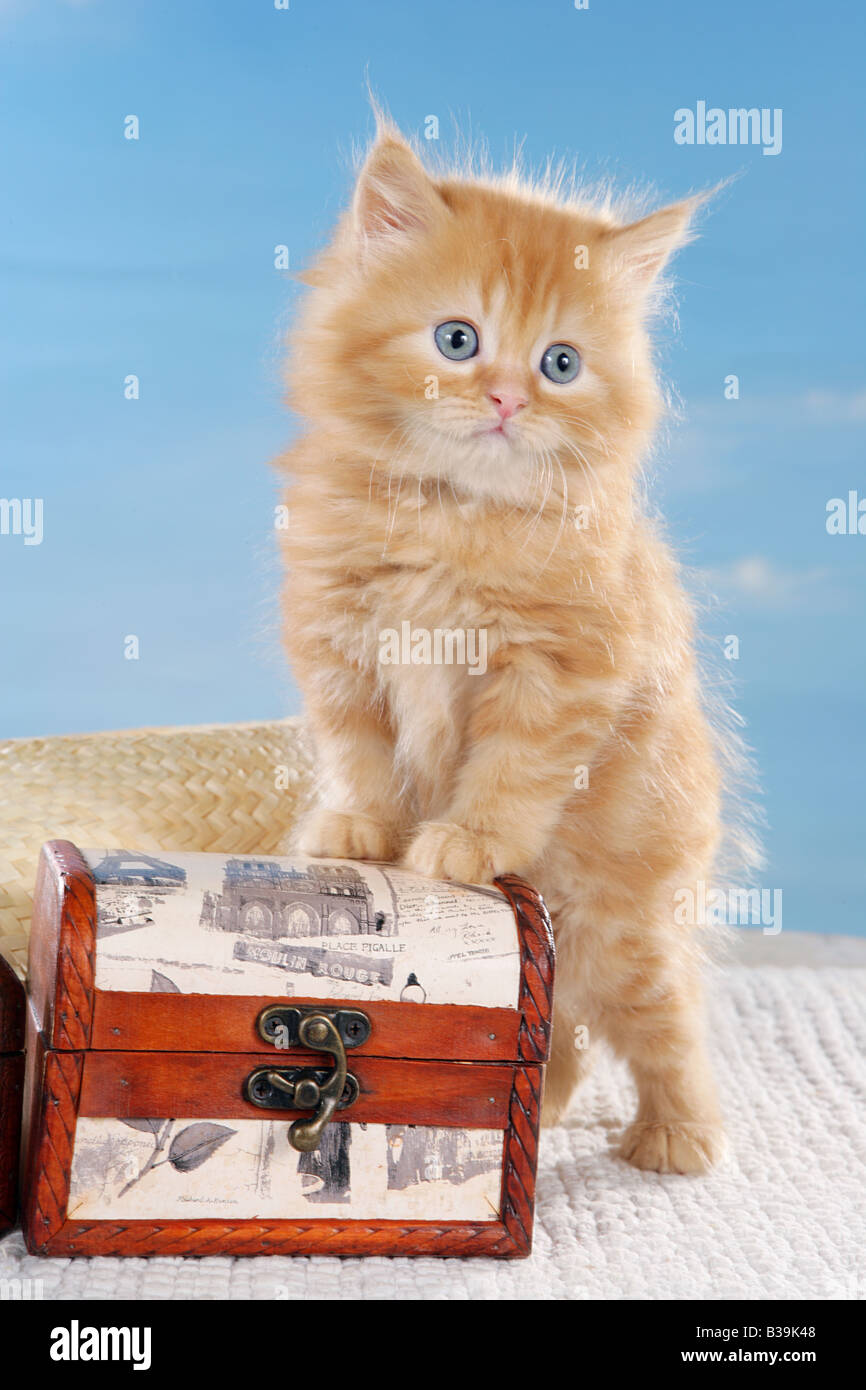 Highlander cat red hi-res stock photography and images - Alamy