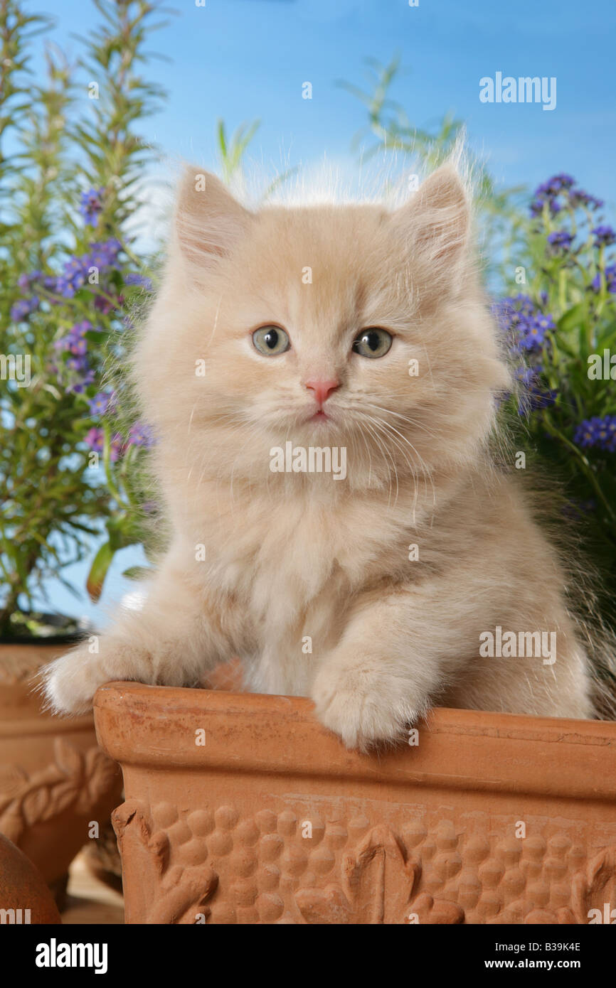 highlander kitten - sitting in flower pot Stock Photo - Alamy
