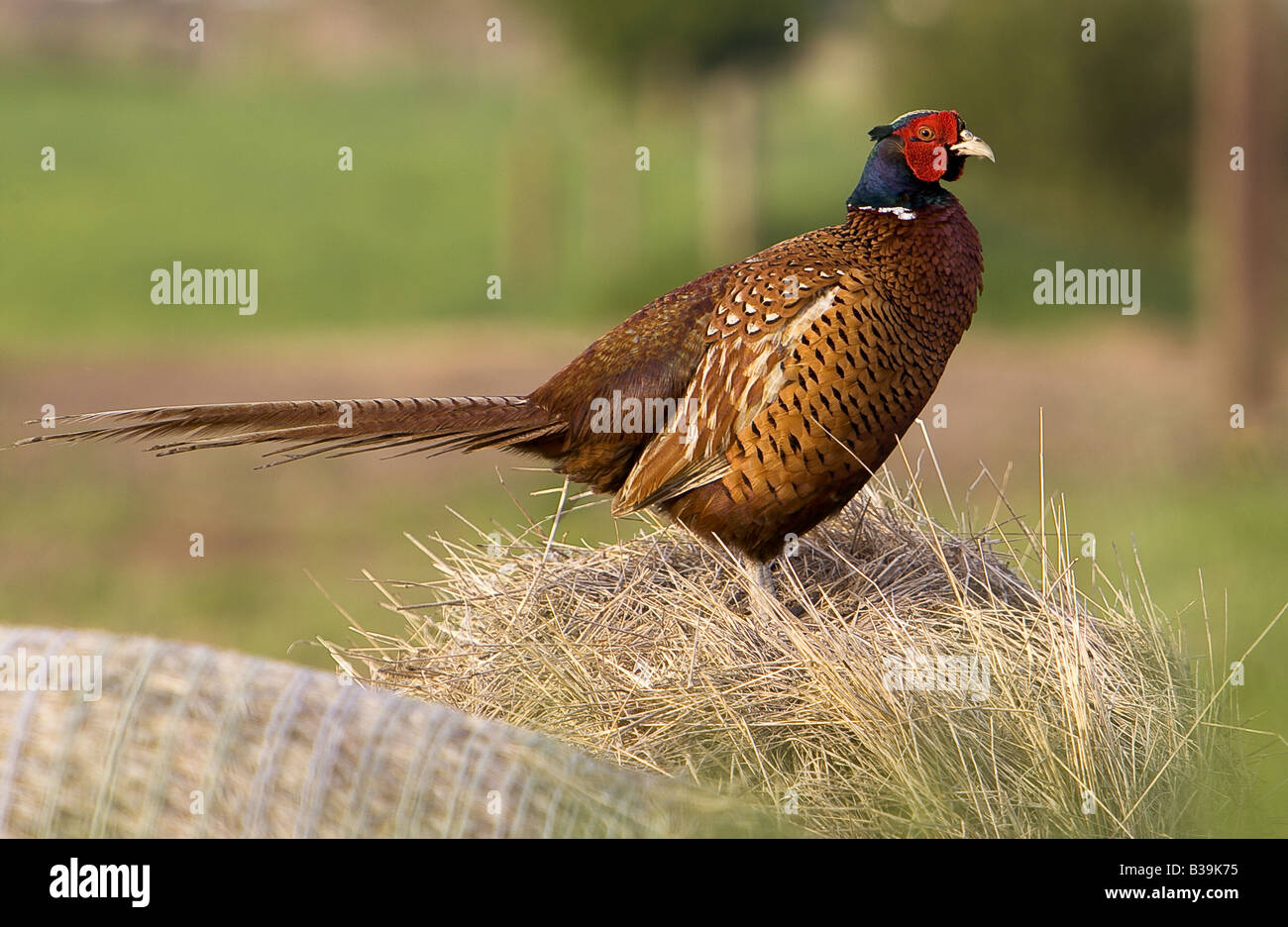 pheasant - standing on hay / Phasianus colchicus Stock Photo - Alamy