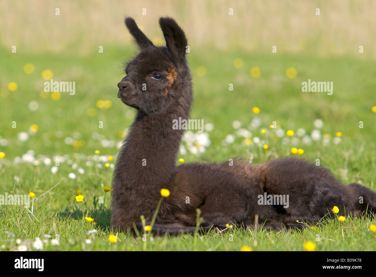 Llama - cub - lying in meadow / Lama glama Stock Photo - Alamy