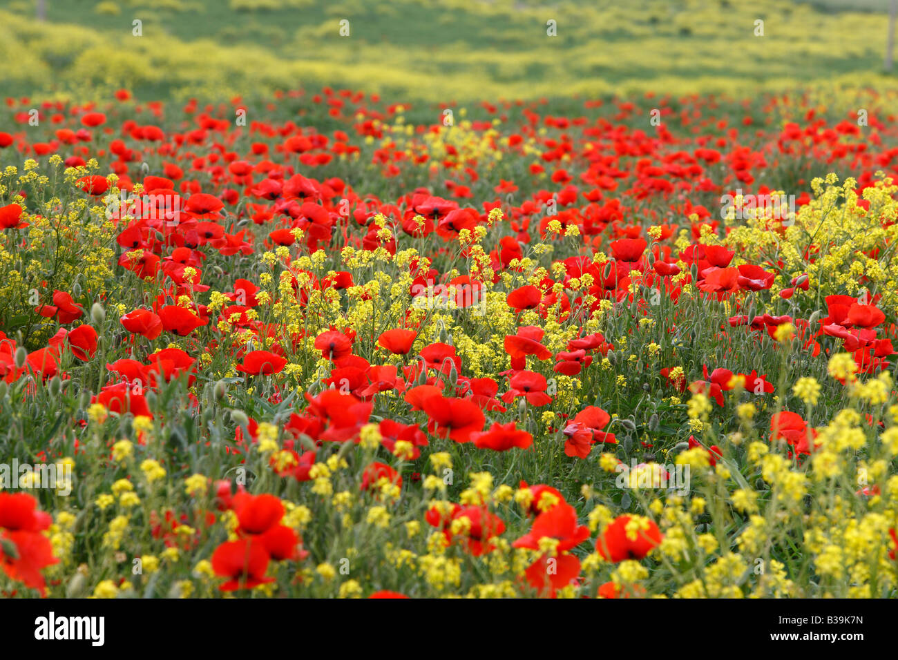 Tuscany field and flowers hi-res stock photography and images - Alamy