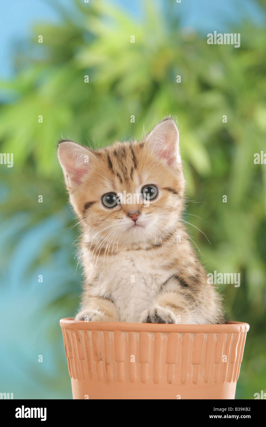 Little kitten british in hi-res stock photography and images - Alamy