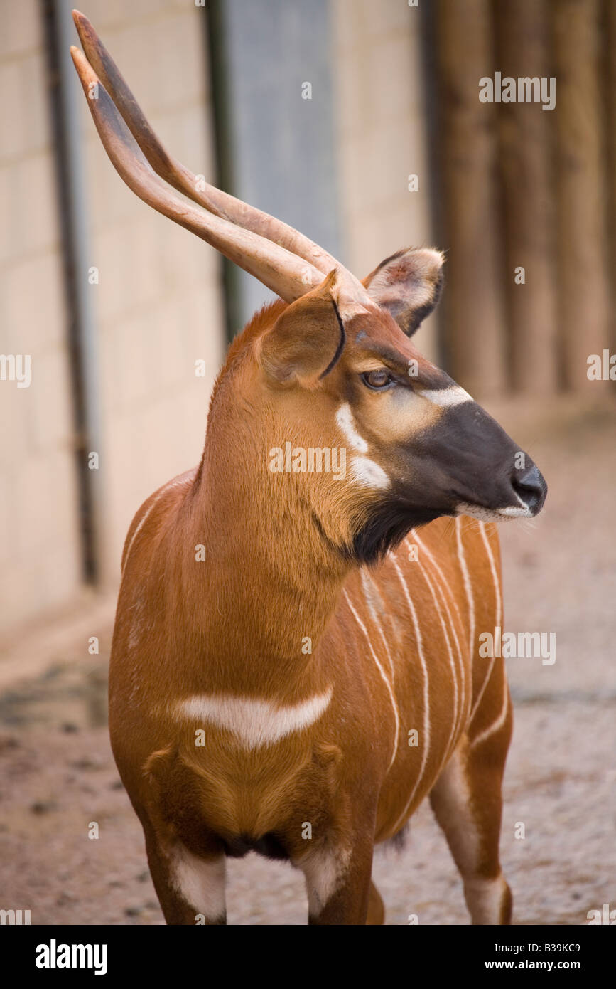 Bongo antelope kenya africa hi-res stock photography and images - Alamy