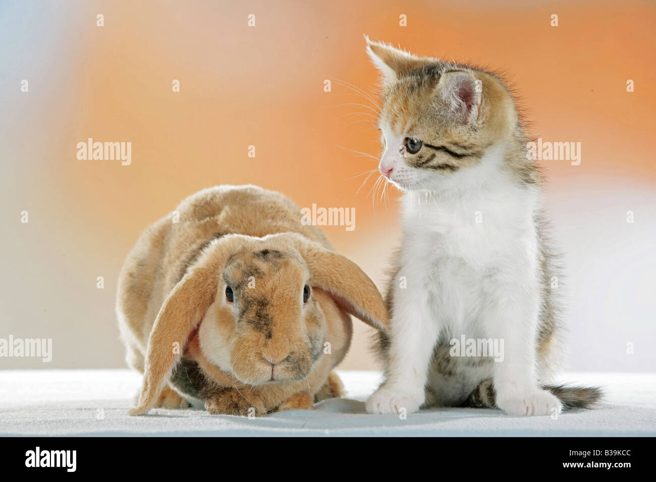 animal friendship : lop-eared dwarf rabbit and kitten Stock Photo - Alamy