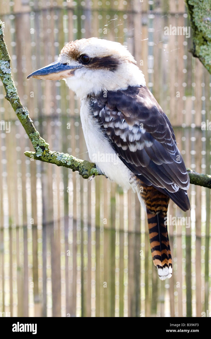 A laughing Kookaburra in captivity Stock Photo - Alamy