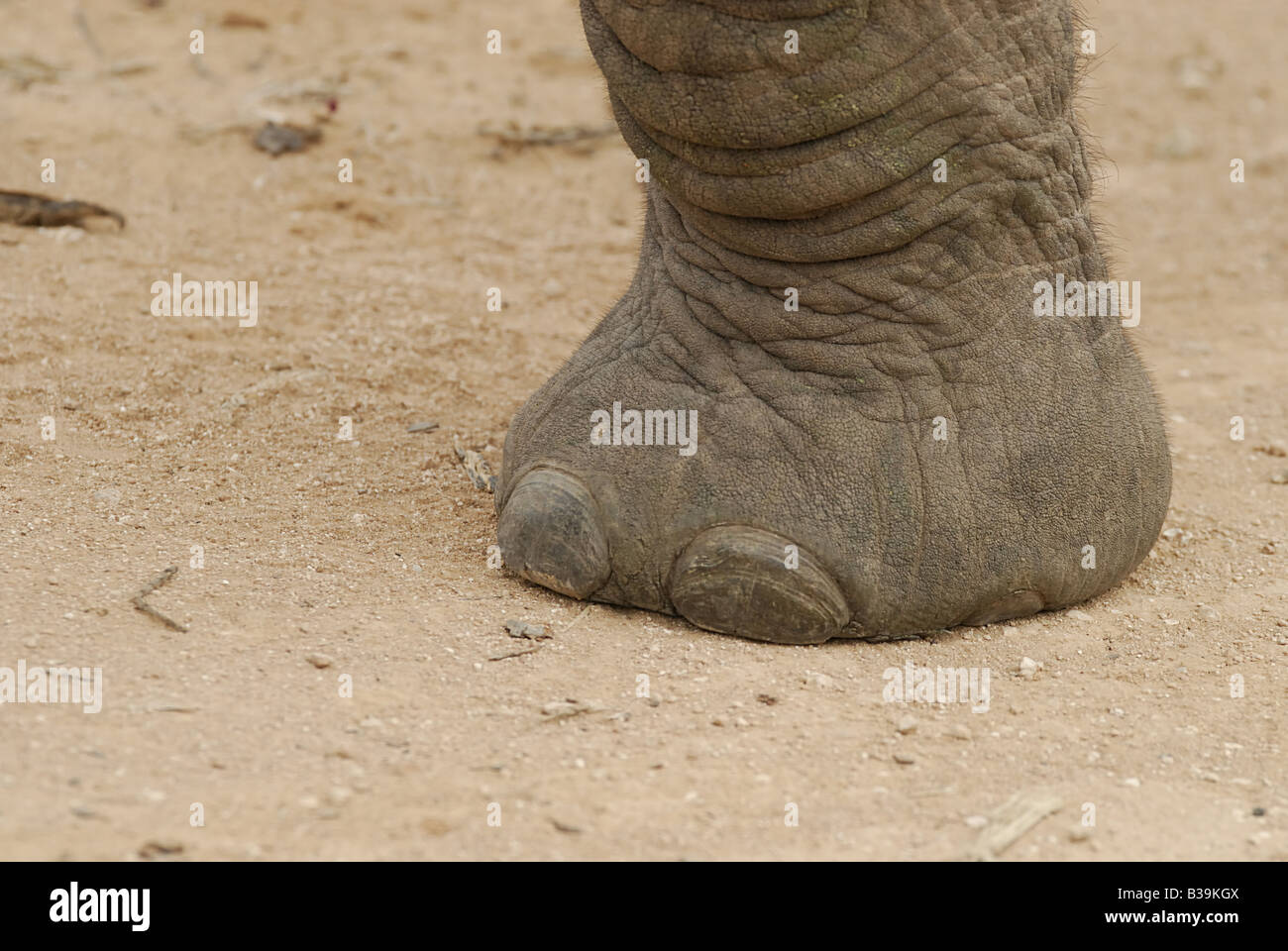 Elephant foot hi-res stock photography and images - Alamy