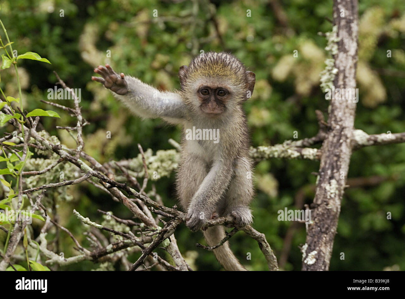 vervet monkey cub - sitting on branch / chlorocebus pygerythrus Stock ...