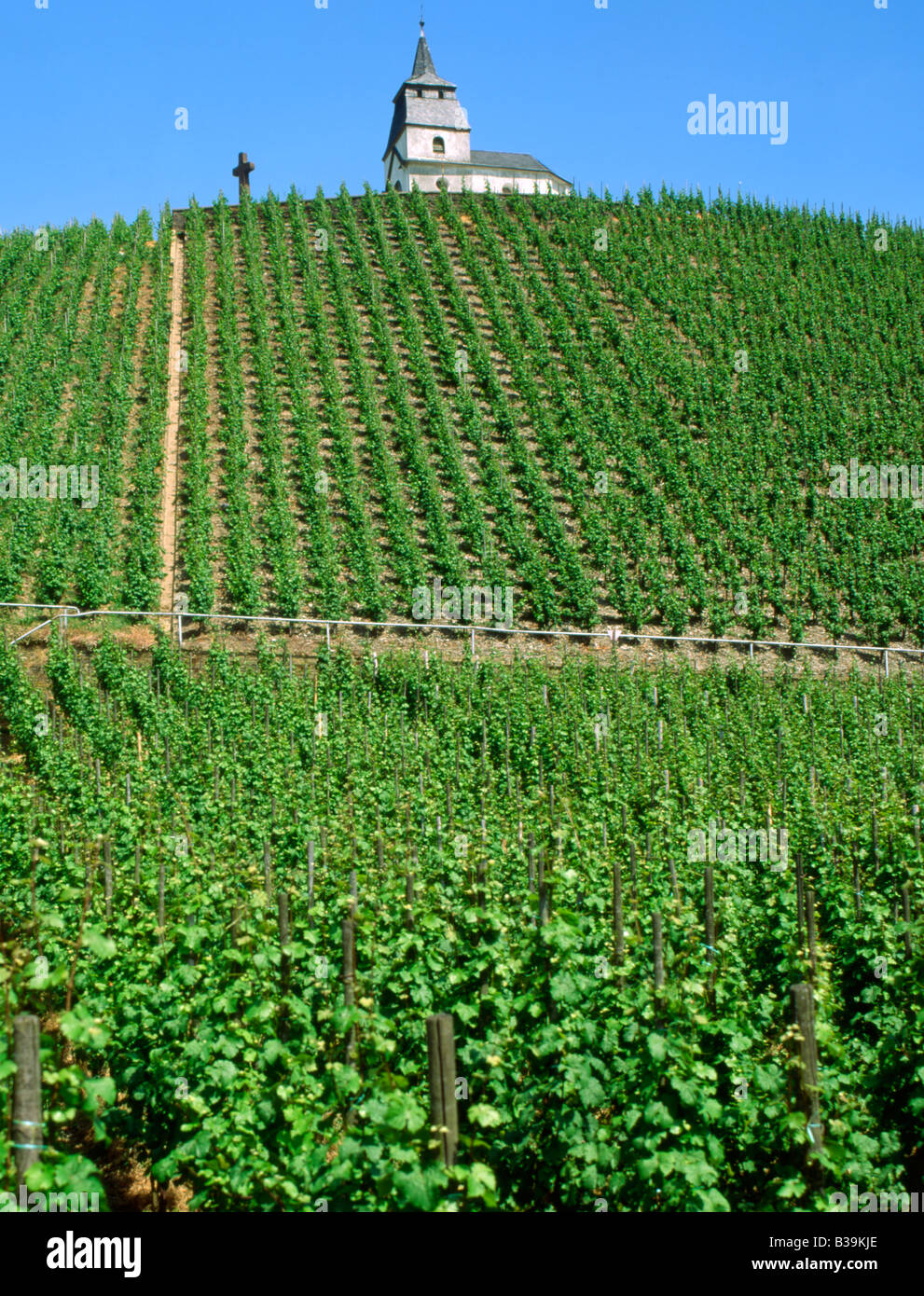 Germany Rheinland-Pfalz Mosel, Trittenheim vineyards Stock Photo - Alamy