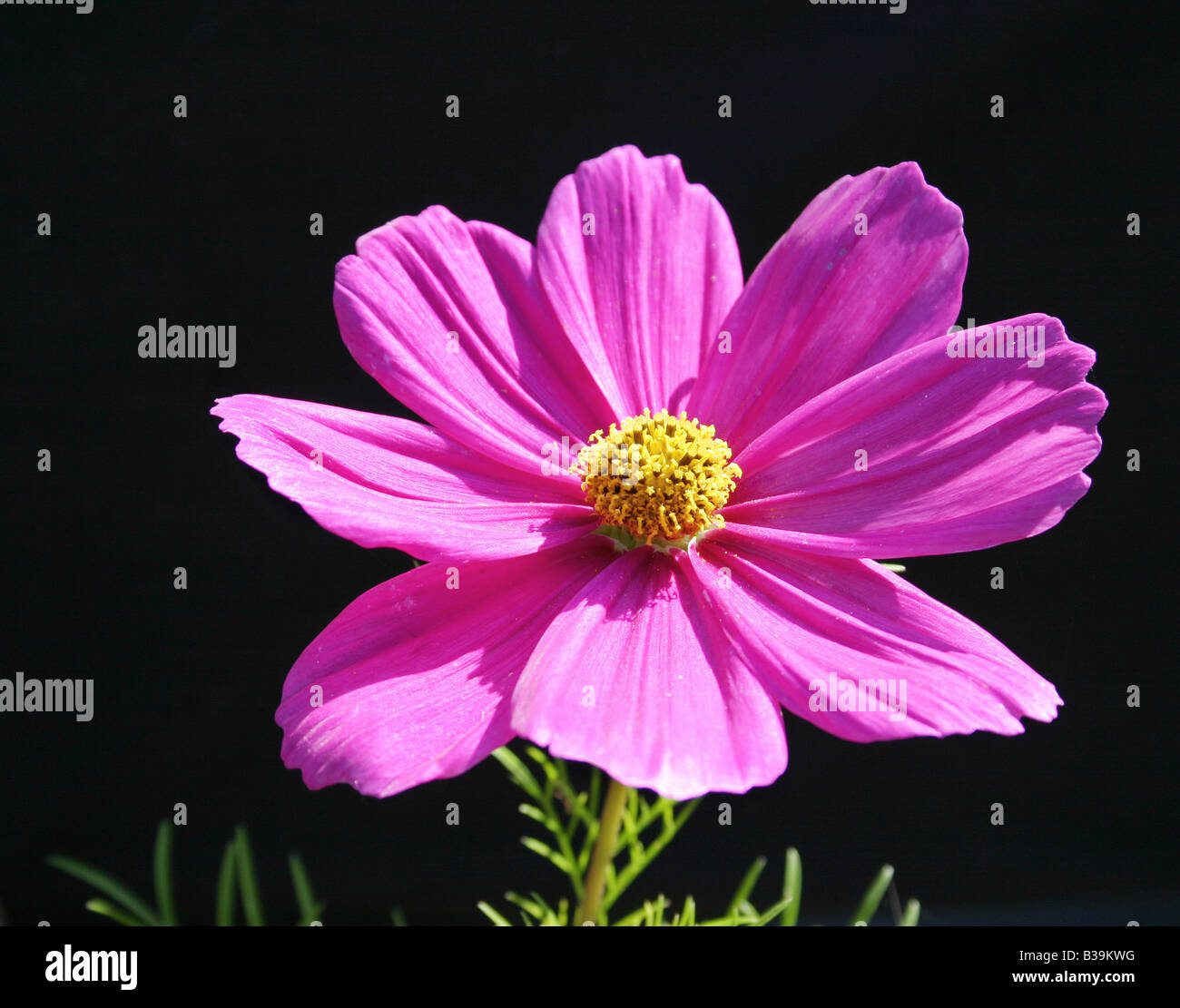 A single pink cosmos flower isolated from a black background Stock ...