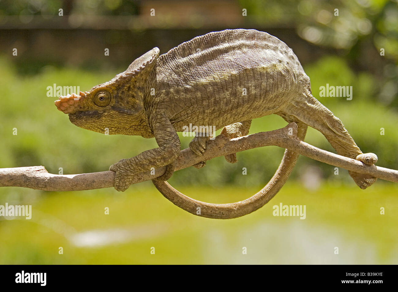 Parson's chameleon - sitting on branch / Calumma parsonii Stock Photo ...
