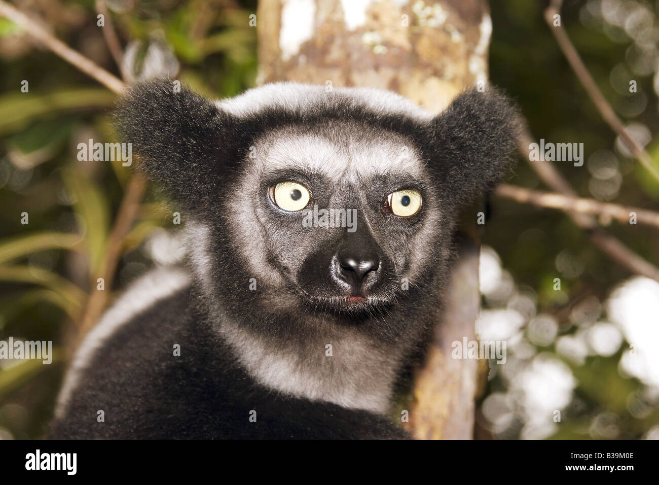 Indri - portrait / Indri Indri Stock Photo - Alamy
