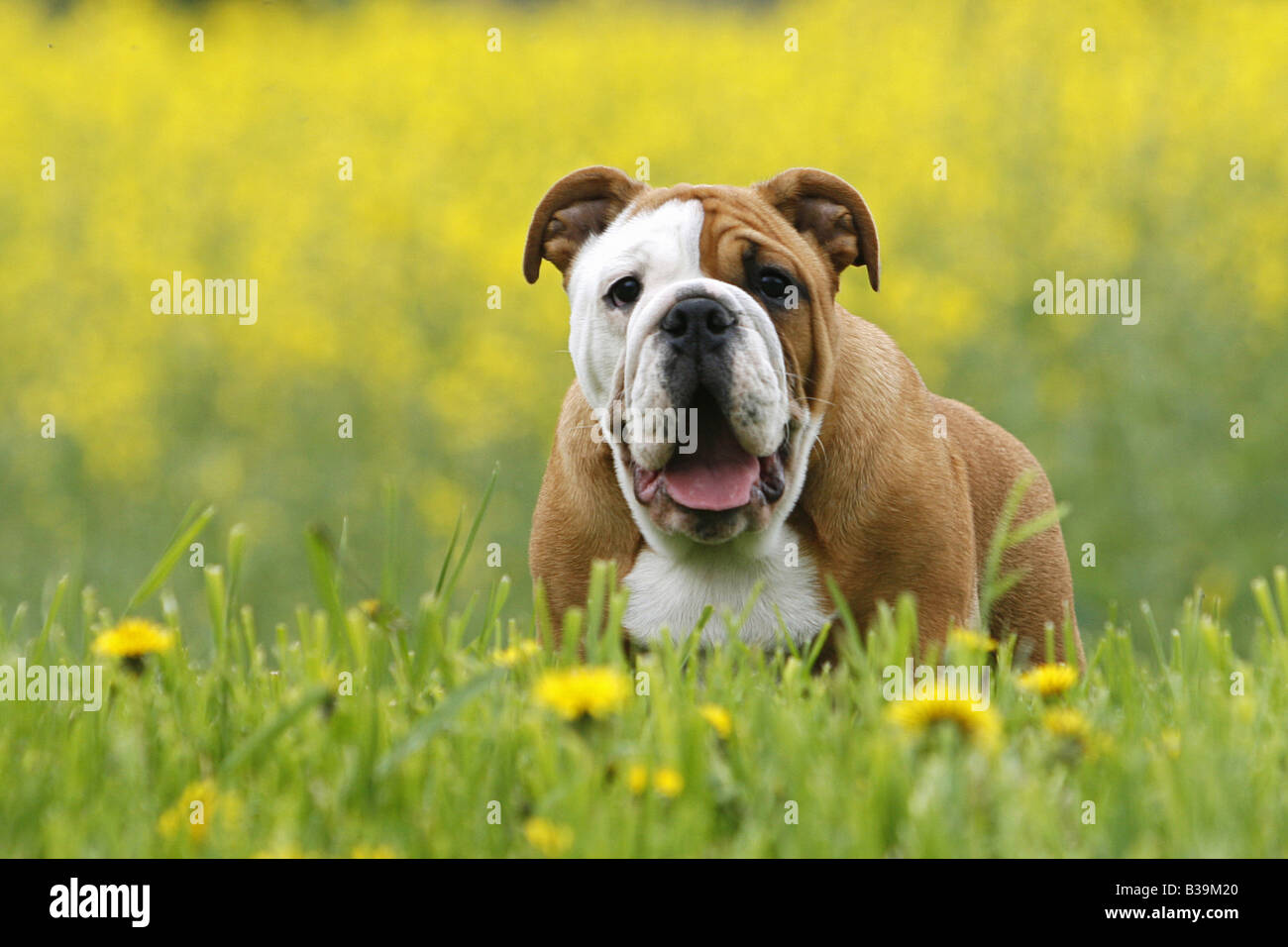 English Bulldog - standing in the meadow Stock Photo - Alamy