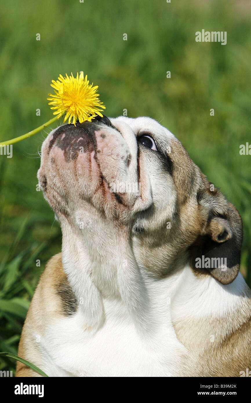 Sniffling hi-res stock photography and images - Alamy