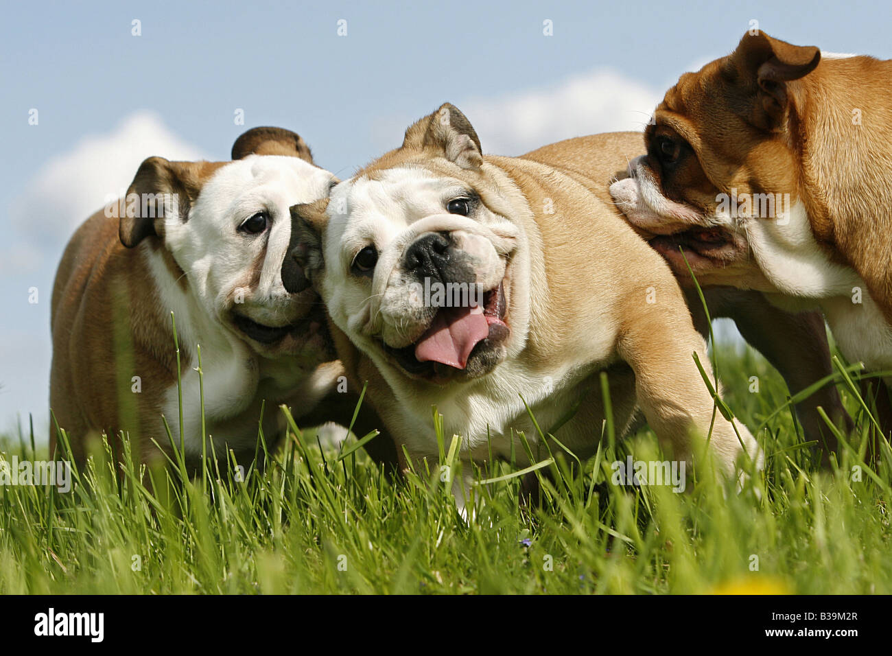 English bulldogs hi-res stock photography and images - Alamy
