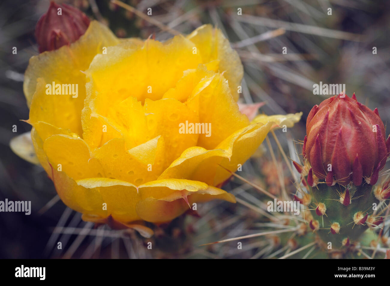 Flower Flower High Resolution Stock Photography and Images - Alamy