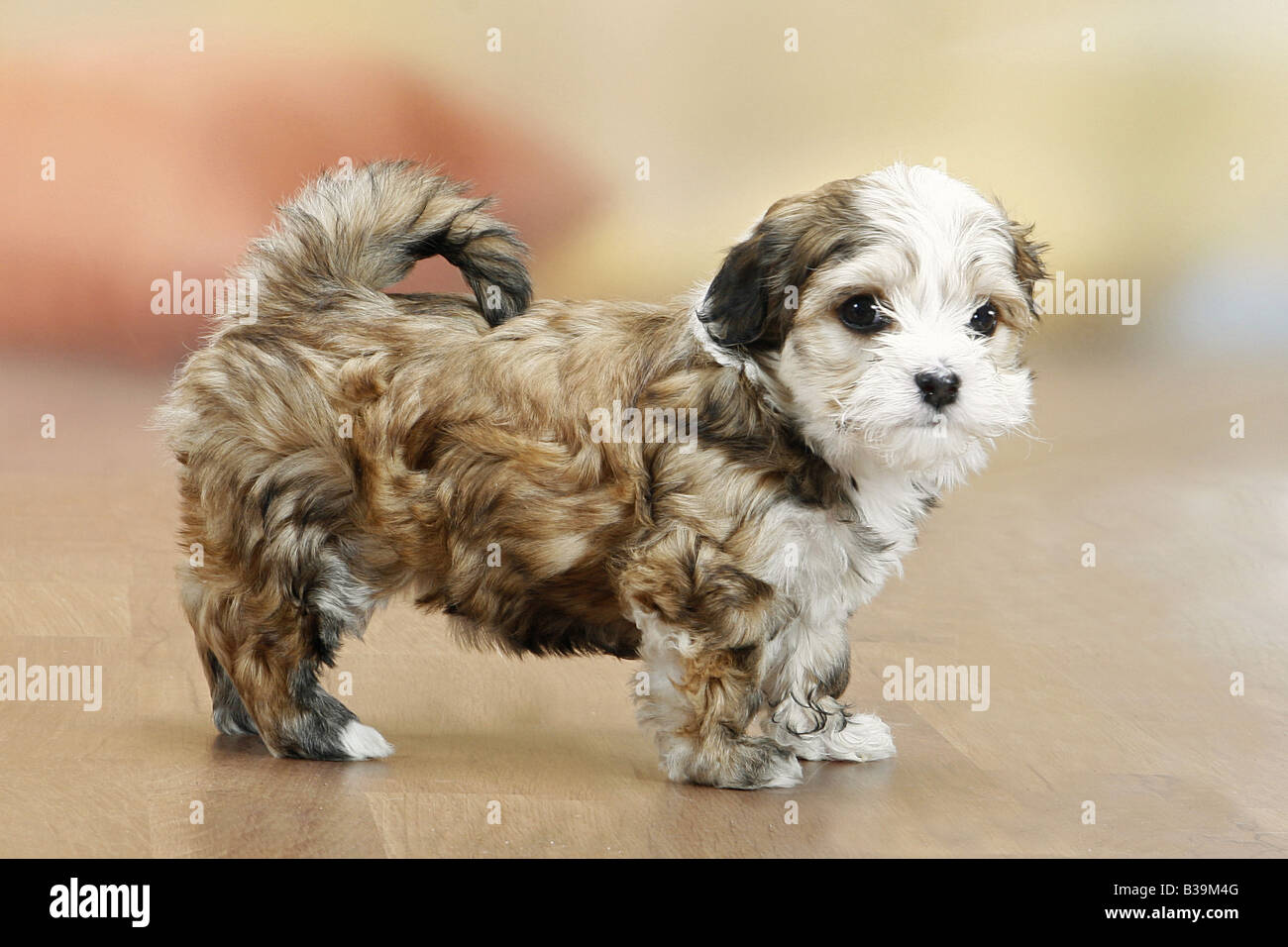 Havanese - puppy standing Stock Photo - Alamy