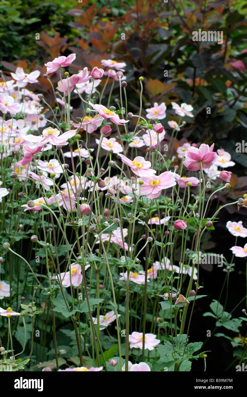ANEMONE X HYBRIDA PINK FORM WITH COTINUS GRACE BEHIND Stock Photo - Alamy